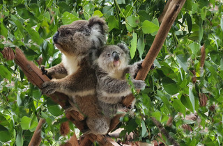 The Koalas | Documentary Australia