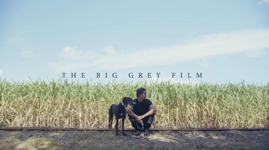 The Big Grey Film | Documentary Australia